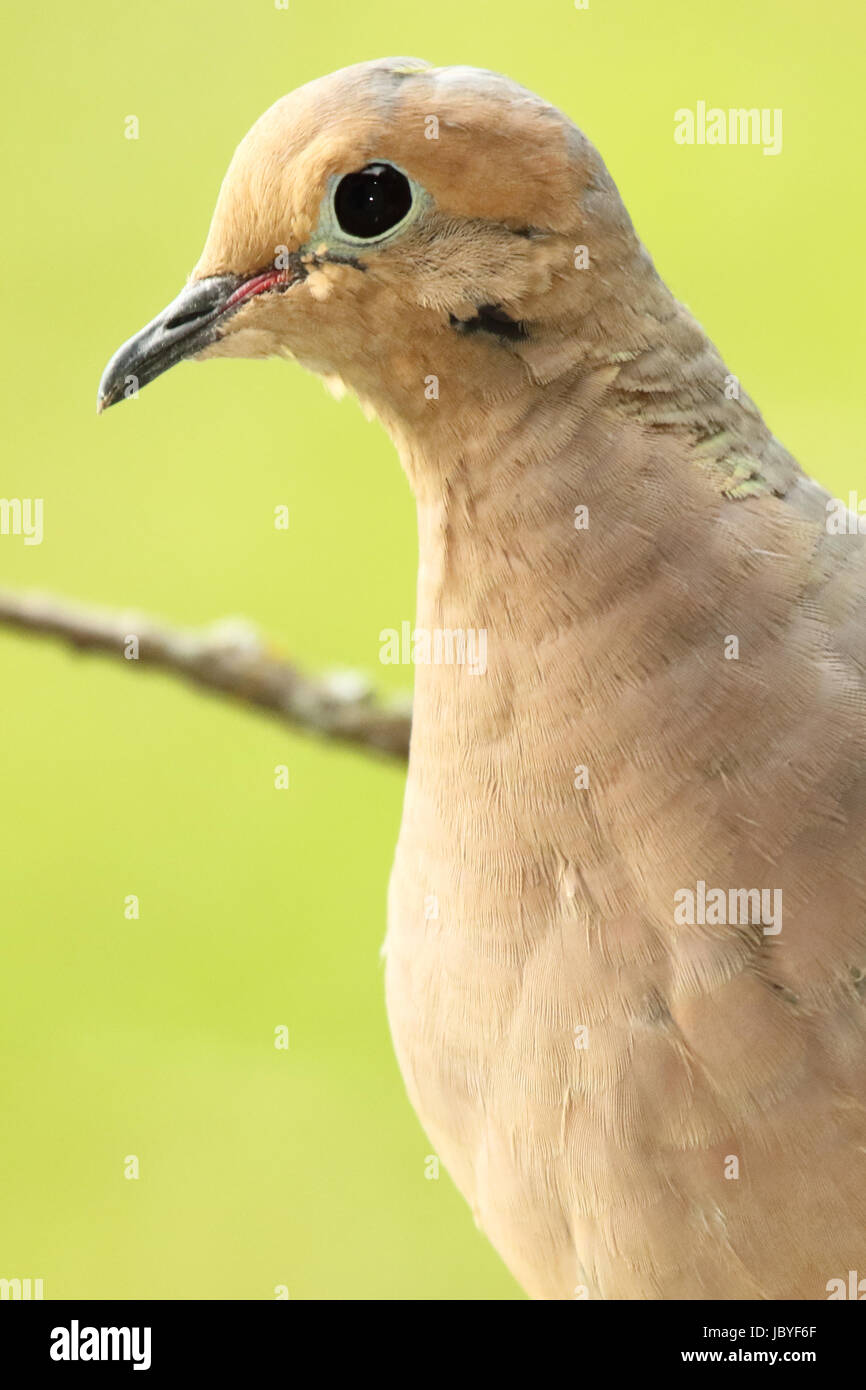 A portrait of a Mourning Dove in breeding plumage Stock Photo - Alamy
