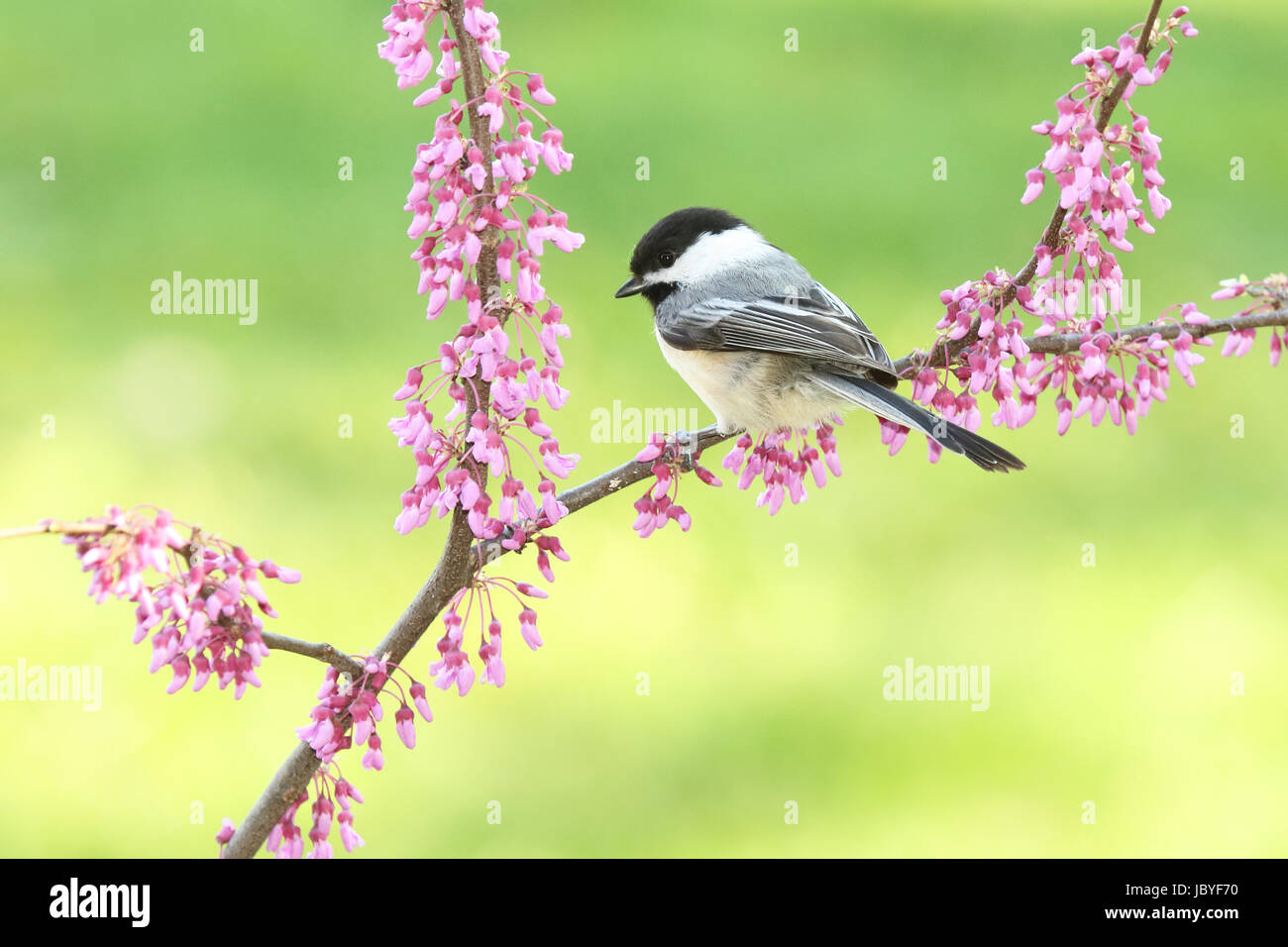 A Black-capped Chickadee considering flying from a redbud perch during ...