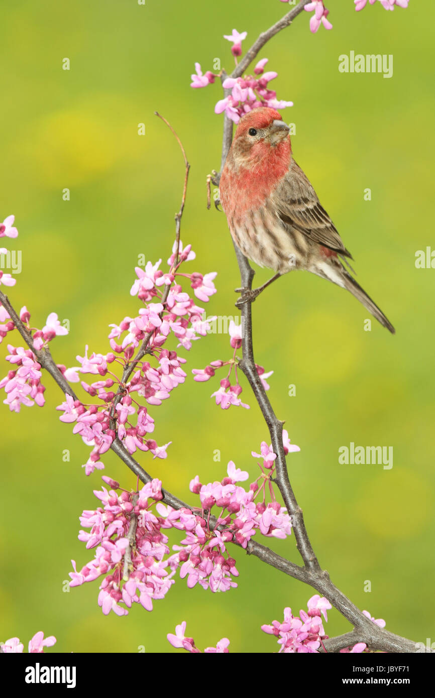 Male and female house finch hi-res stock photography and images - Alamy