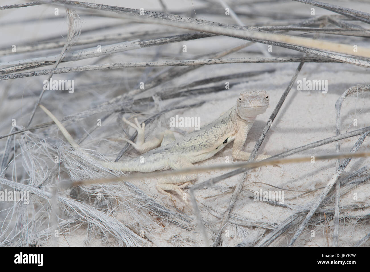 Bleached Earless lizard, (Holbrookia maculata ruthveni), White Sands ...