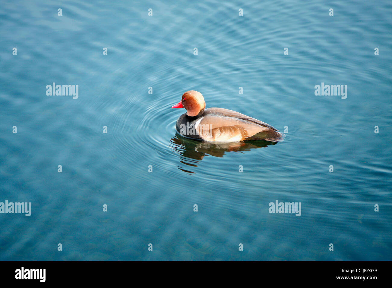 An image of a nice duck in the water Stock Photo - Alamy