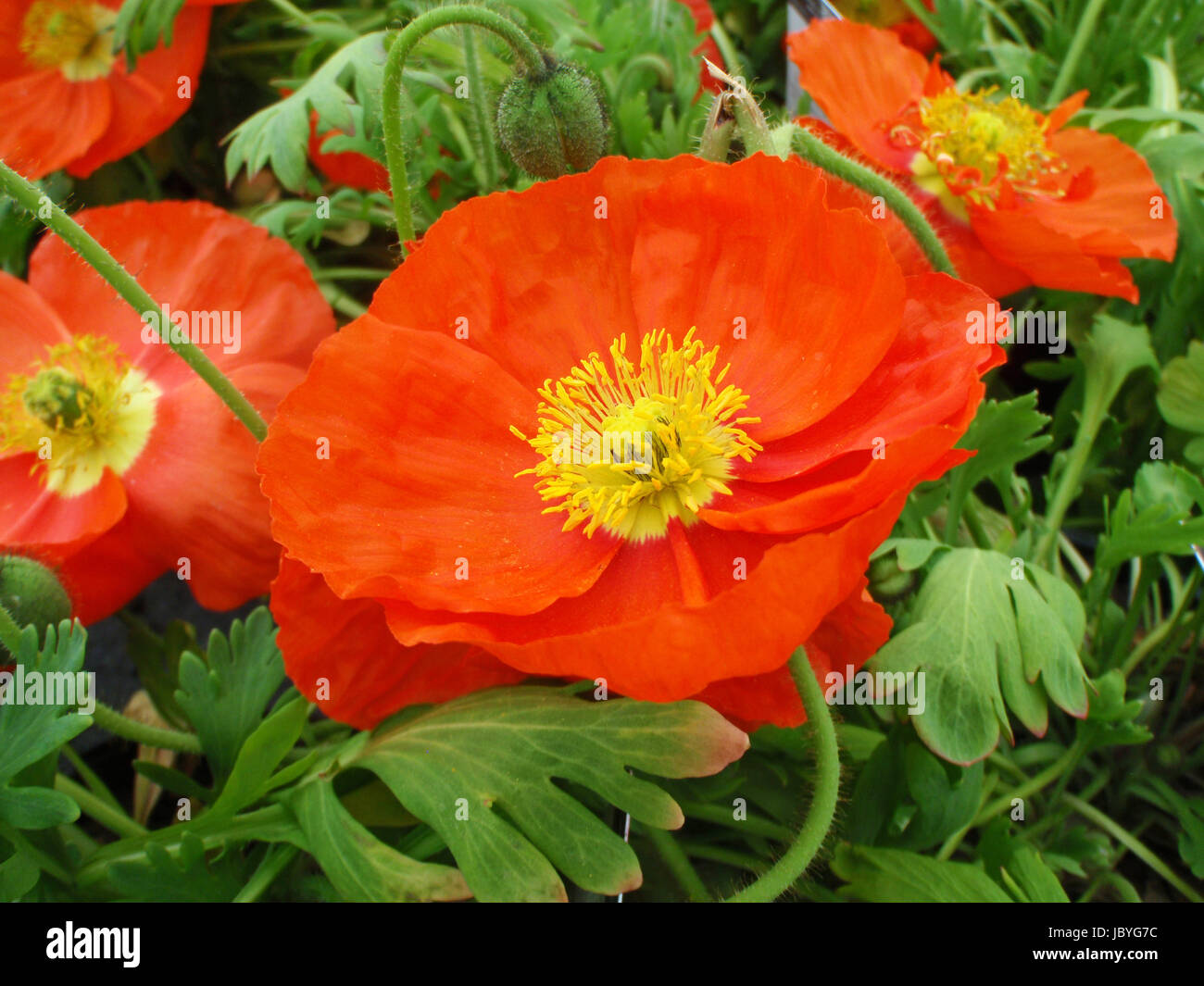 Papaver spring fever poppy Stock Photo - Alamy