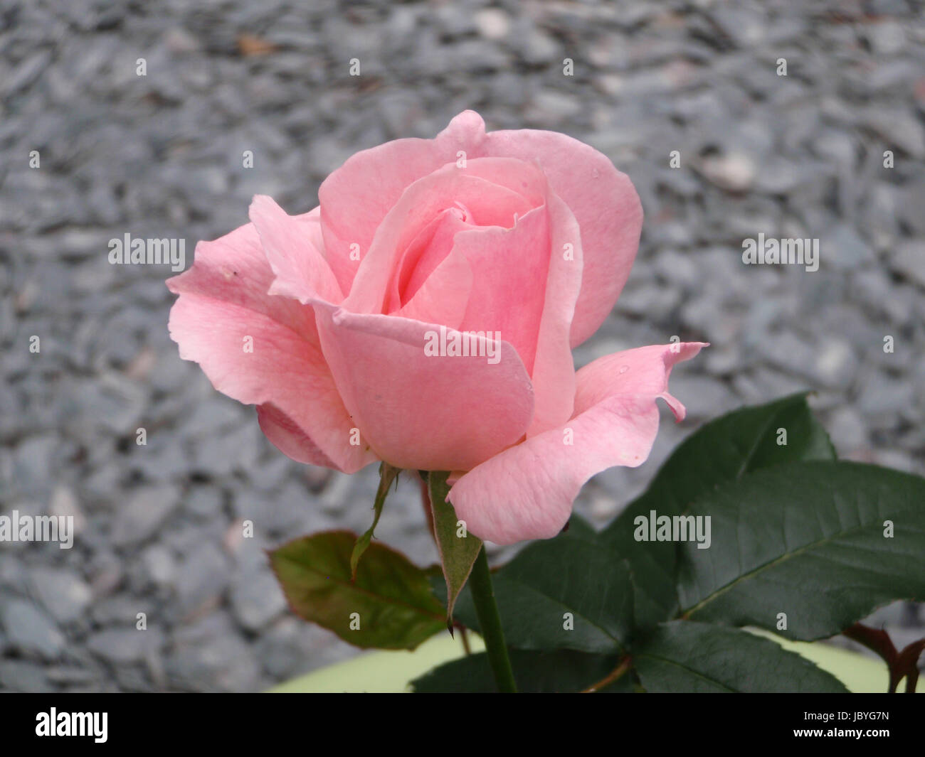 Single pale pink rose flower hi-res stock photography and images - Alamy