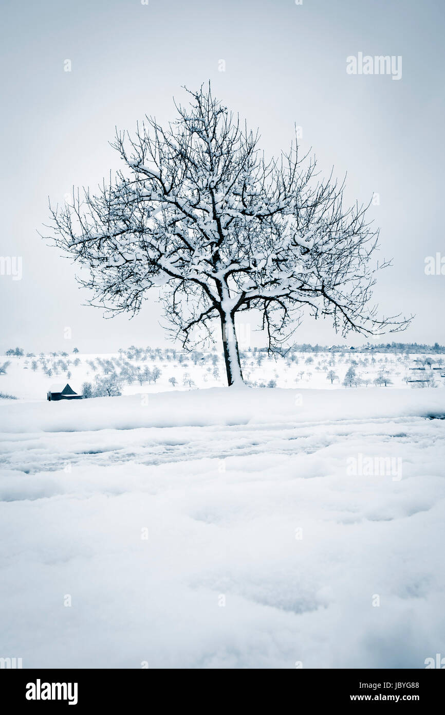 An image of a tree in a winter landscape Stock Photo - Alamy