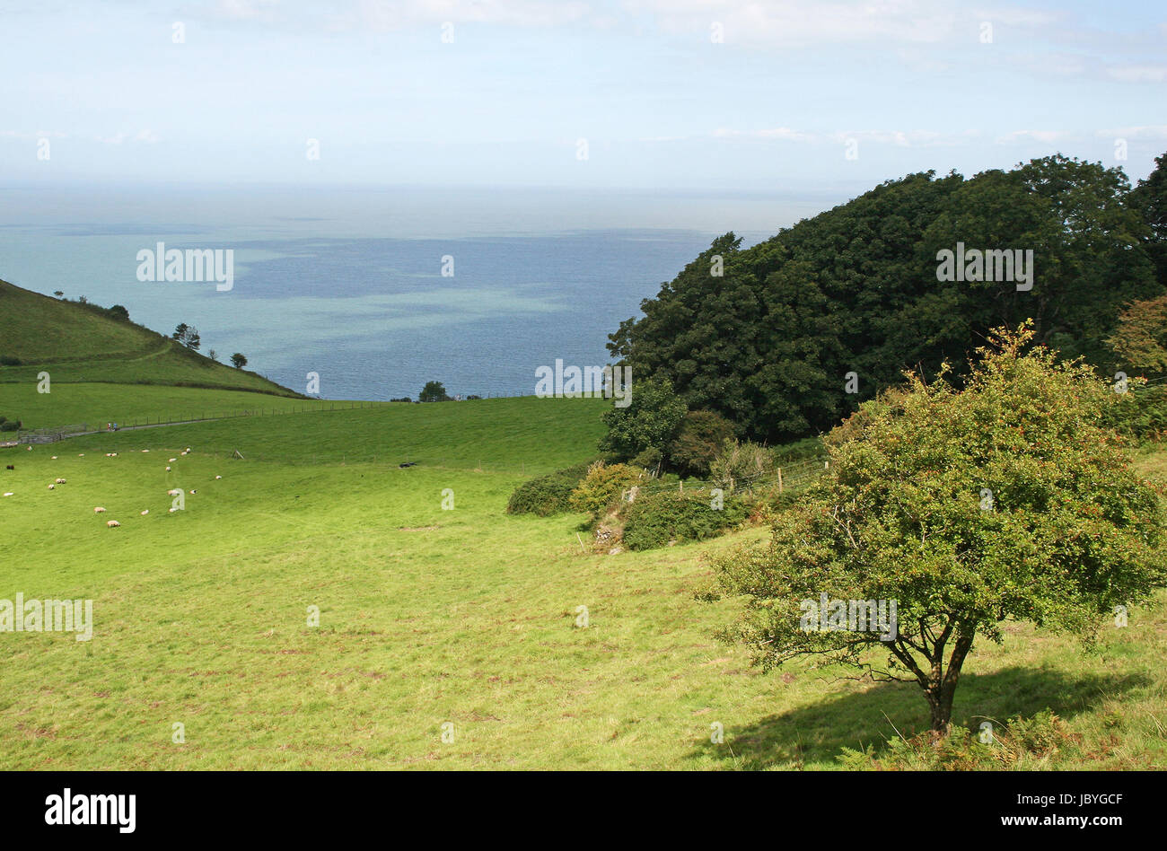 green grass and trees in Devon by the sea Stock Photo - Alamy