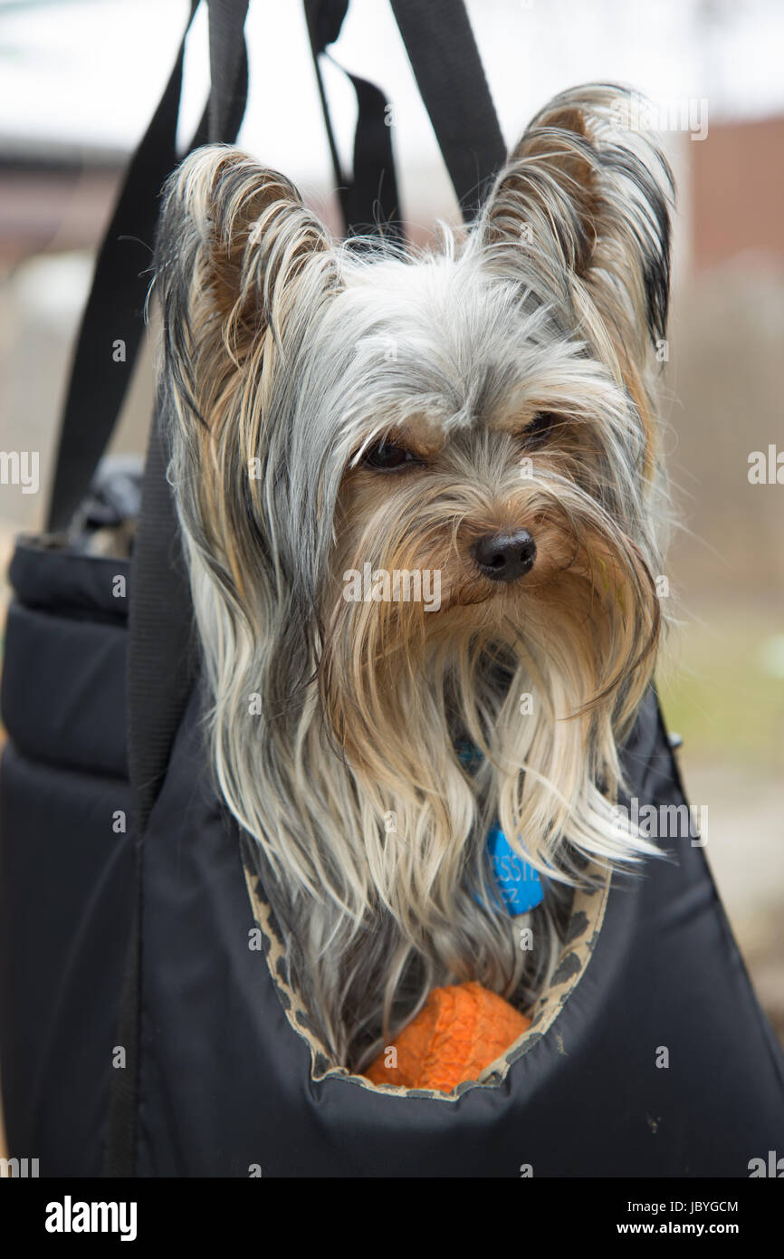 Adorable yorkshire terrier in portable bag. Vertically Stock Photo - Alamy