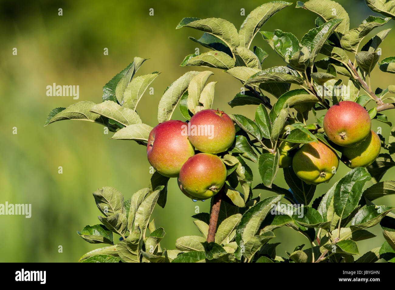 apples on the tree in clusters, from organic farming Stock Photo - Alamy
