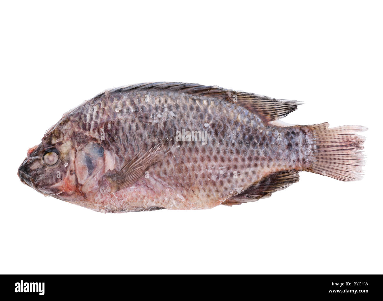 Frozen Whole Fish Isolated On White Background Stock Photo - Alamy