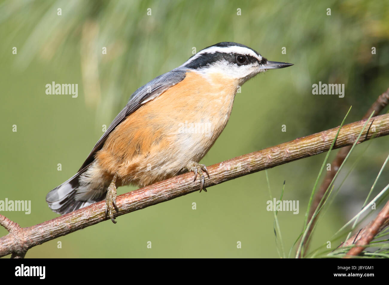 Red-breasted Nuthatch (sitta canadensis) on a perch with a green background Stock Photo - Alamy