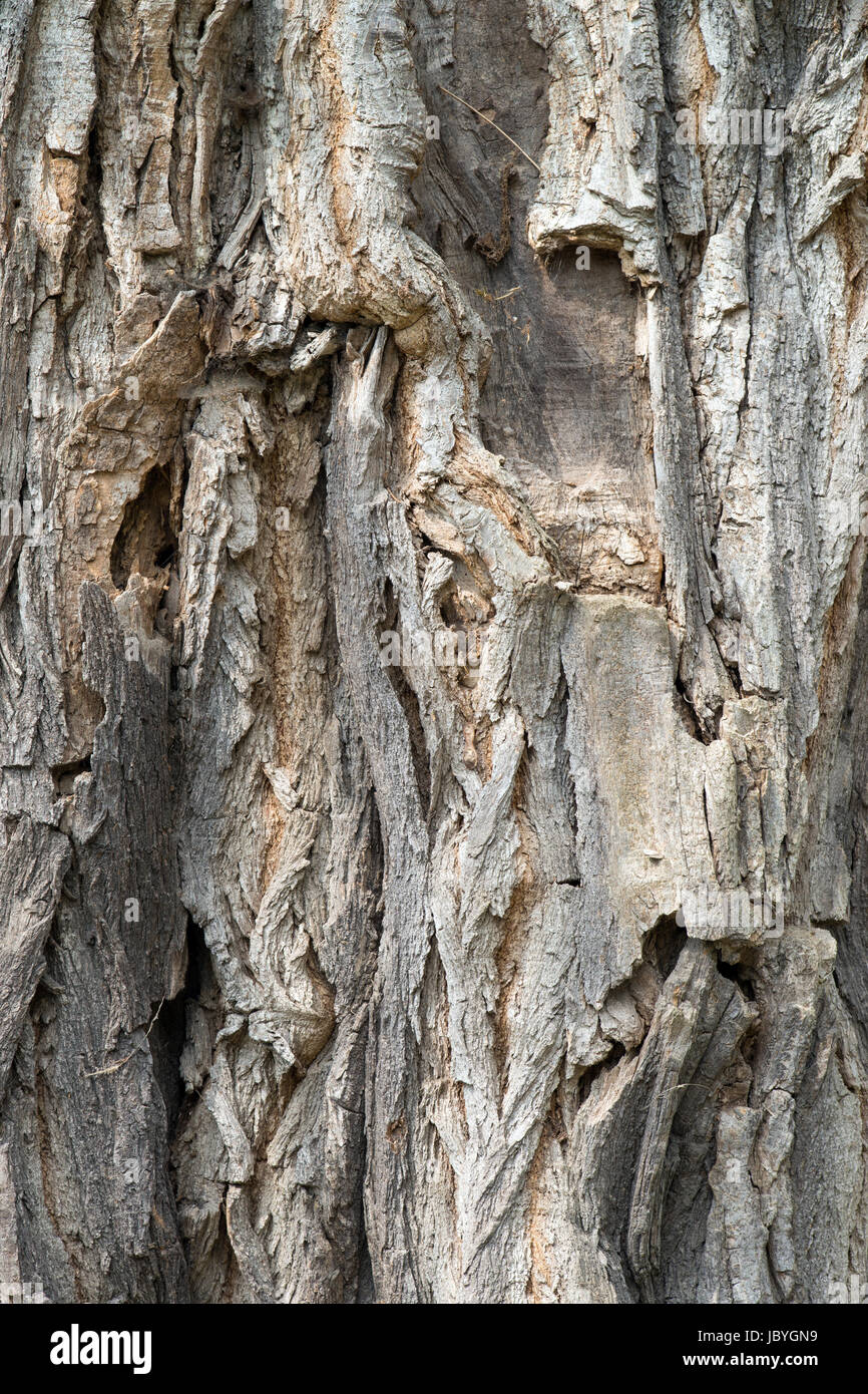 Tree Bark Background Stock Photo - Alamy