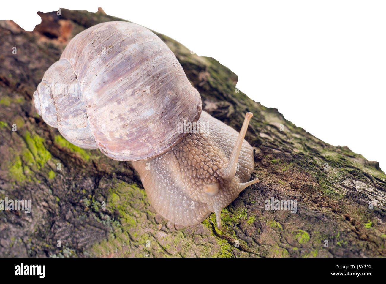 big Snail on a tree bark Stock Photo - Alamy