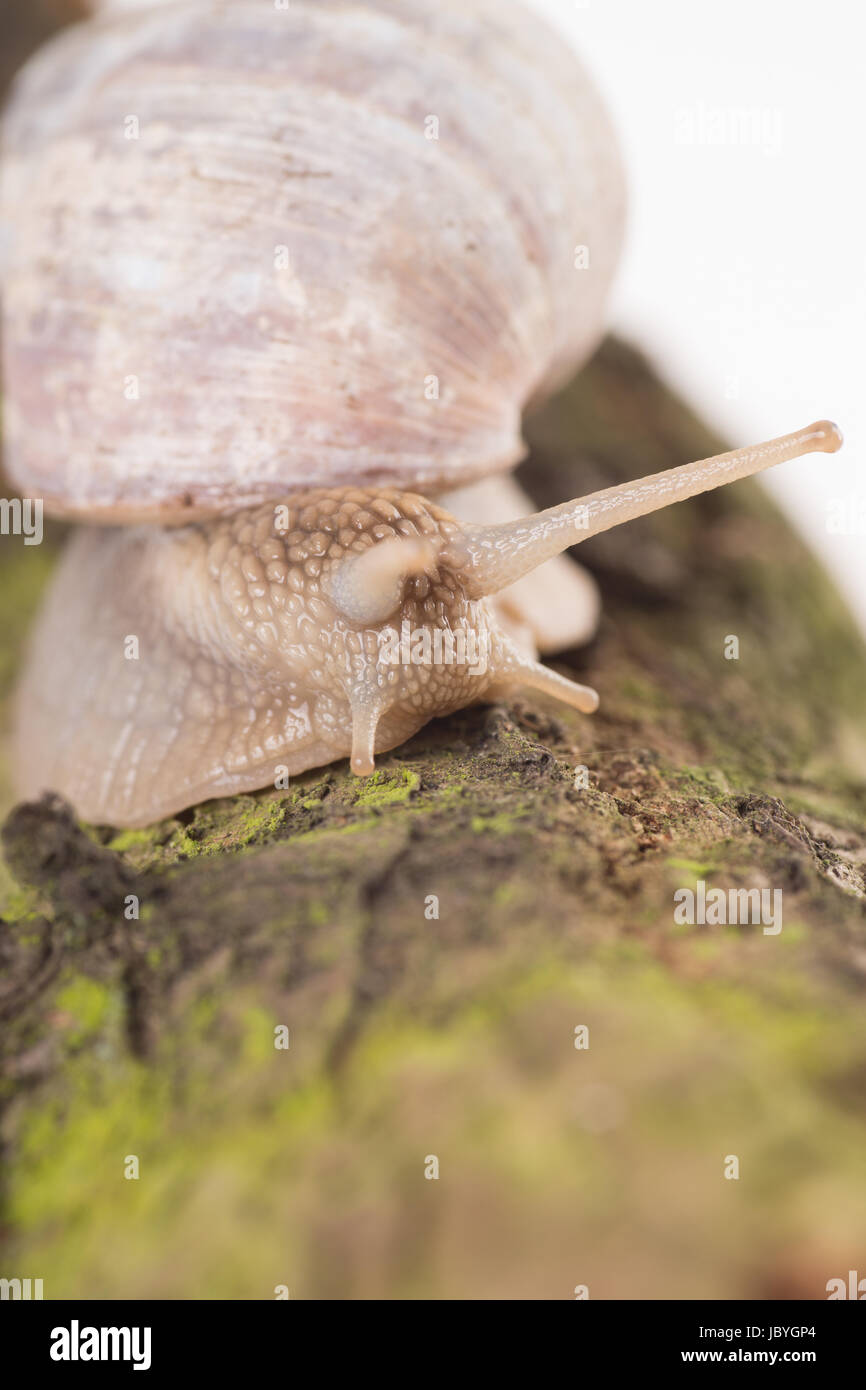 big Snail on a tree bark Stock Photo - Alamy