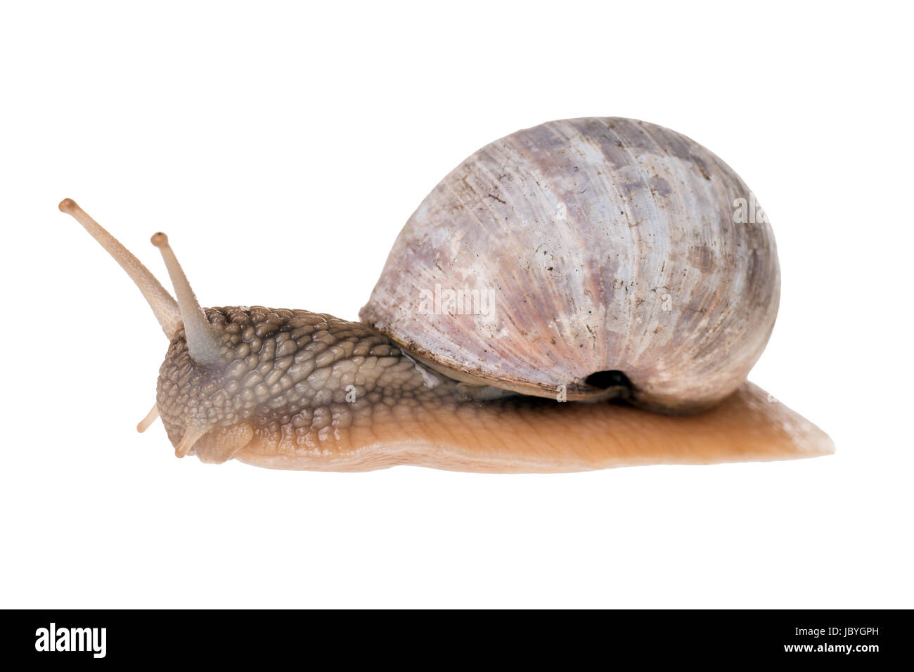 Garden snail isolated over a white background Stock Photo - Alamy