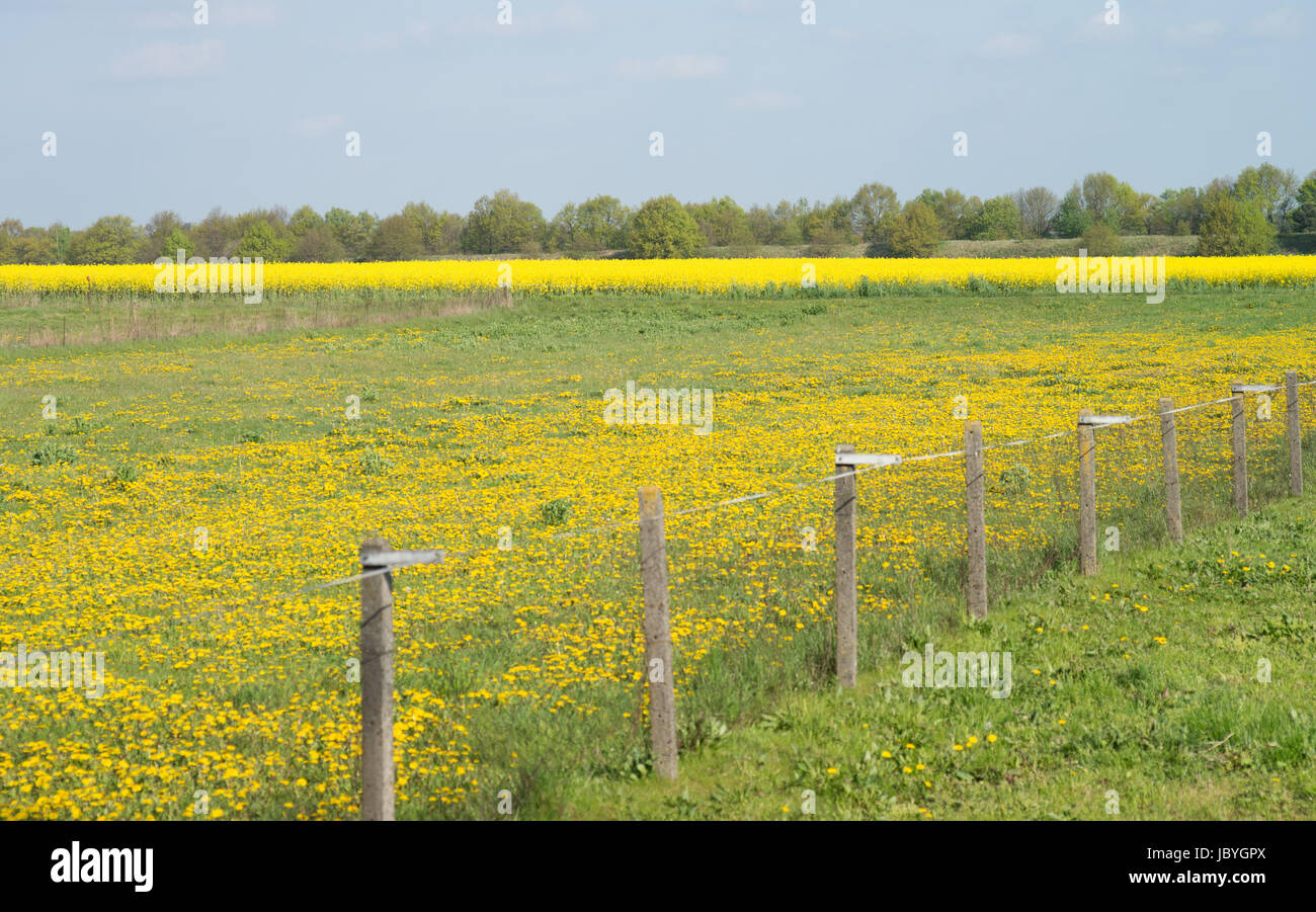 Landscape with meadow and field Stock Photo - Alamy