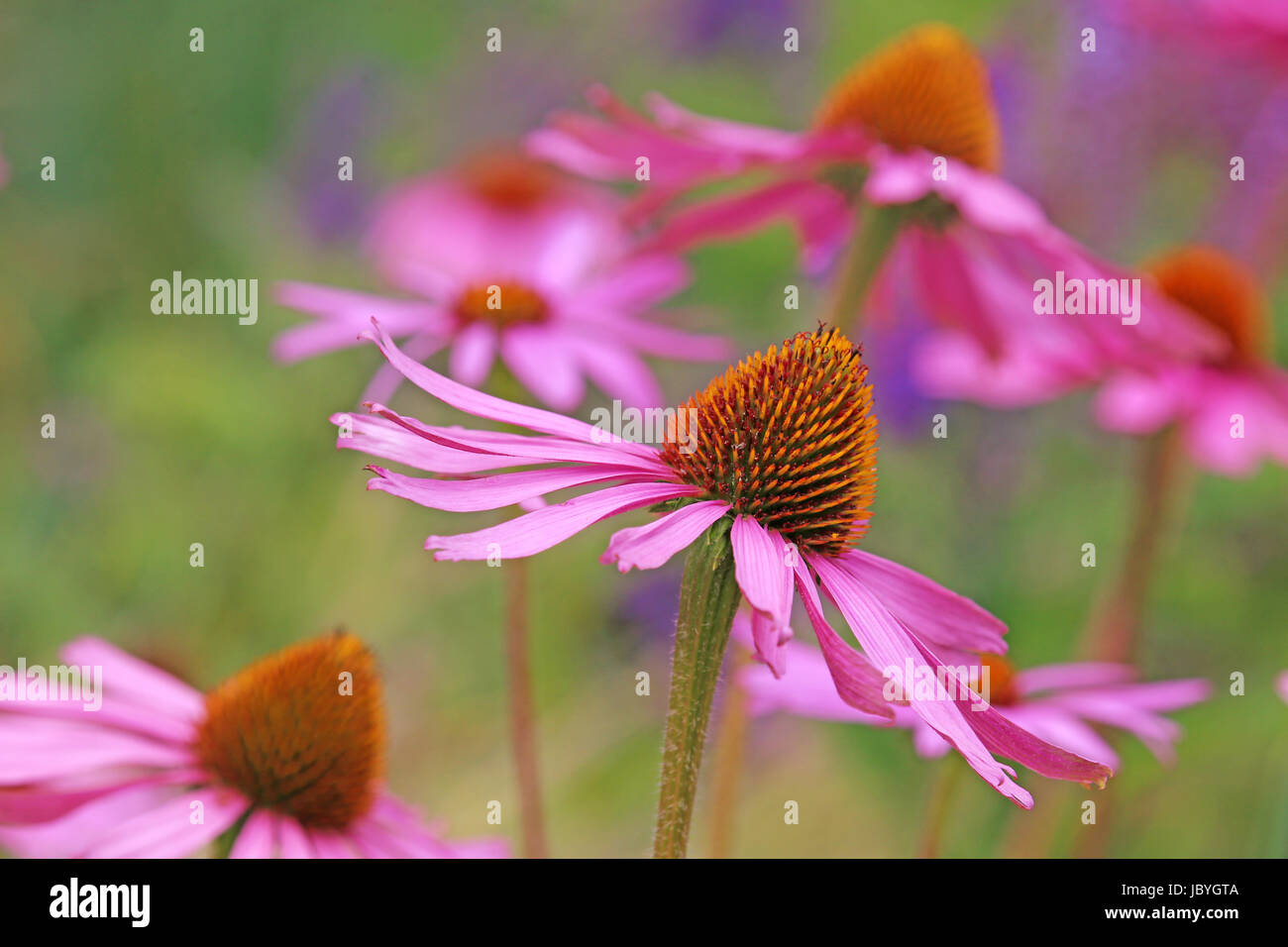 close up view colour Stock Photo - Alamy