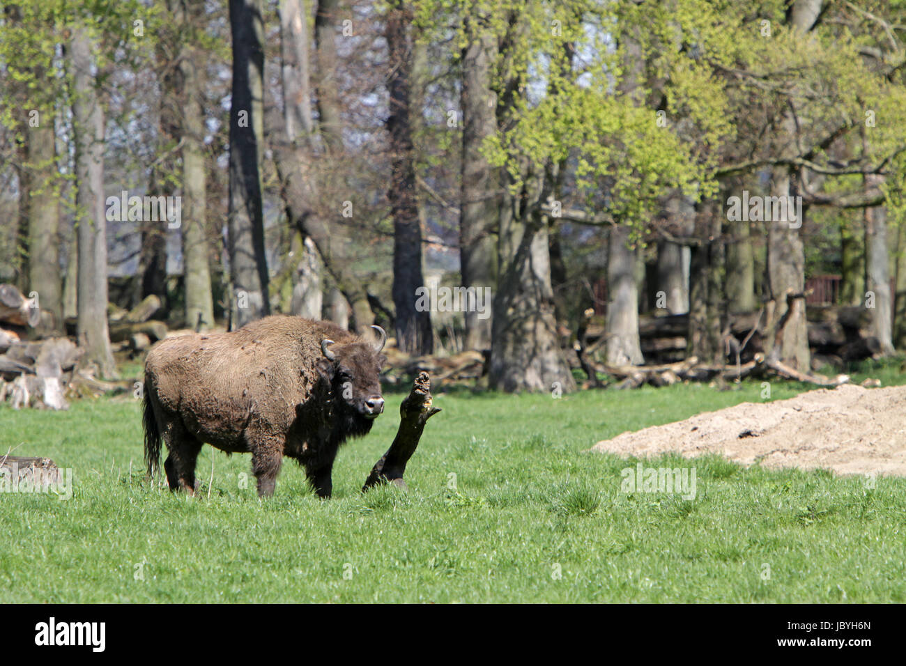 Wisente hi-res stock photography and images - Alamy