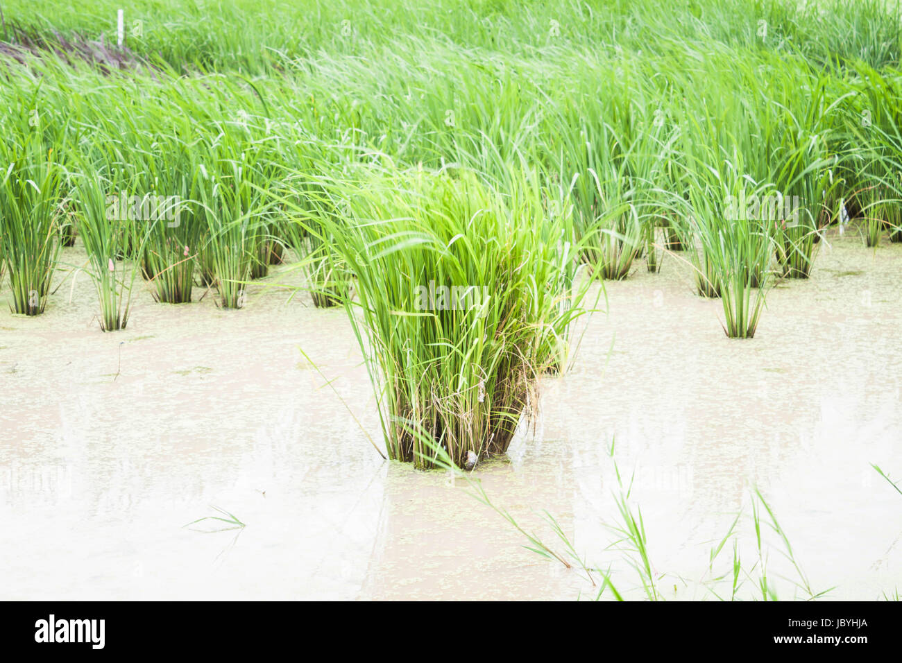 Rice field windy hi-res stock photography and images - Alamy