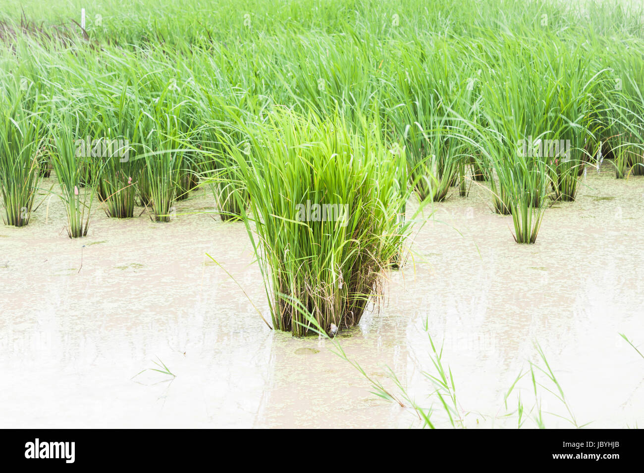 Demonstration Field High Resolution Stock Photography and Images - Alamy