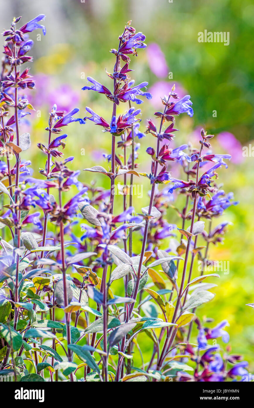 Salbei, Salvia officinalis Stock Photo - Alamy