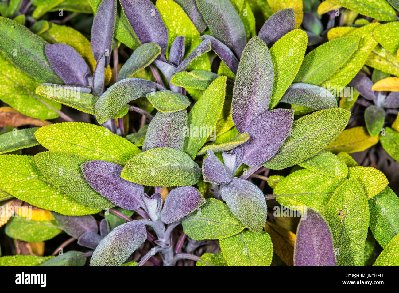 Salbei, Salvia officinalis Stock Photo - Alamy