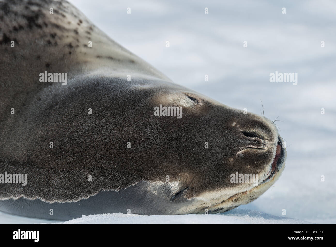 Leopard seal on ice floe in Antarctica Stock Photo - Alamy