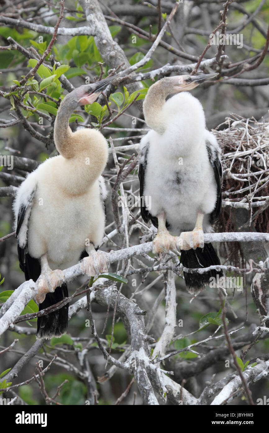 Pair of baby Anhingas in a nest in the Florida Everglades Stock Photo ...