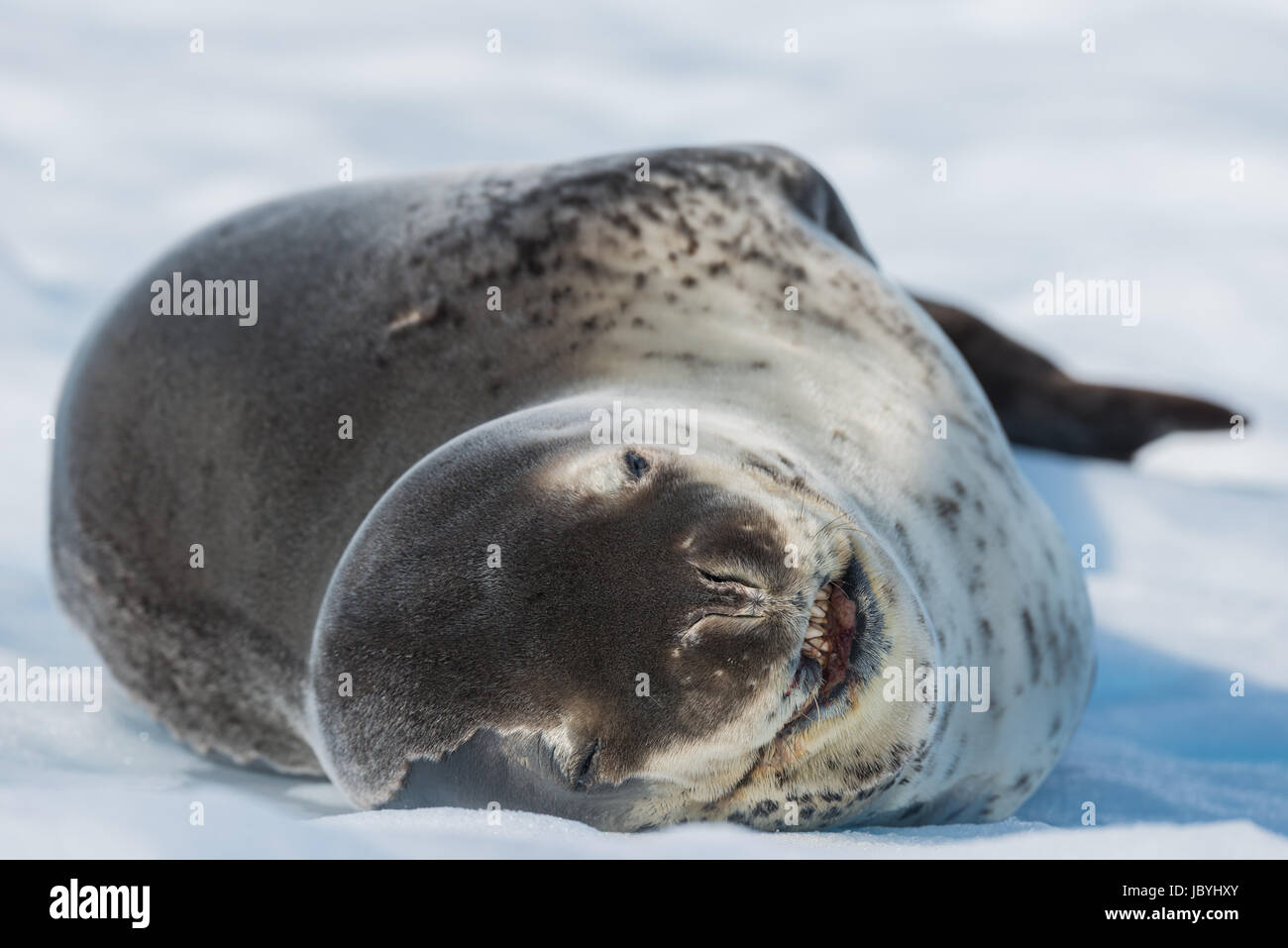 Leopard seal on ice floe in Antarctica Stock Photo - Alamy