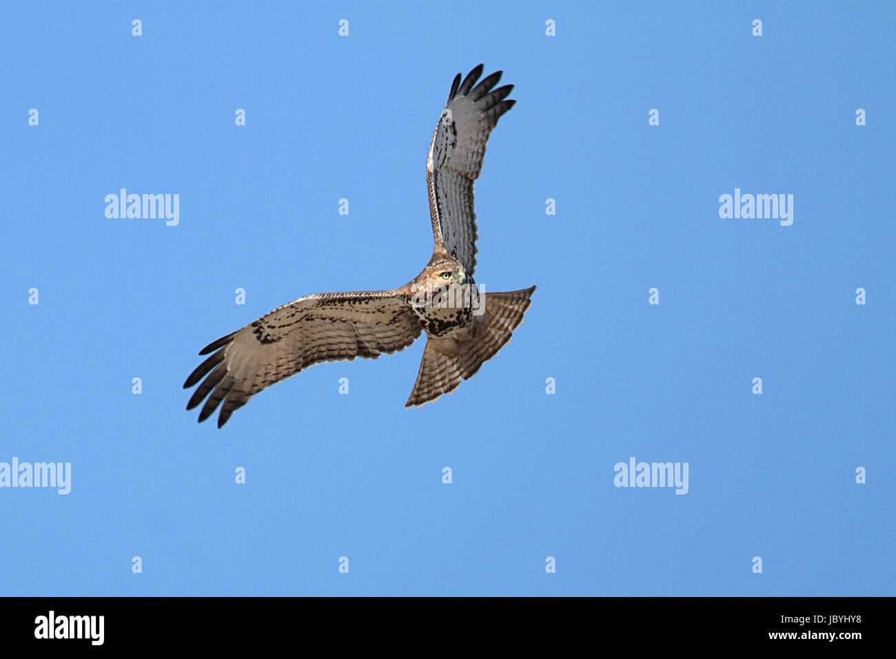 Juvenile red tailed hawks hi-res stock photography and images - Alamy