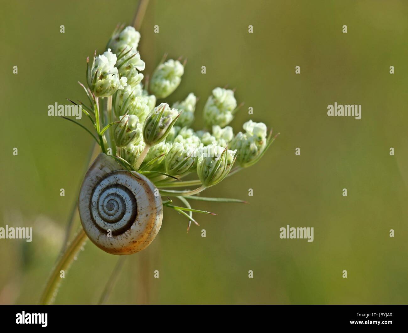 heath snail (helicella itala) on wild carrot Stock Photo - Alamy