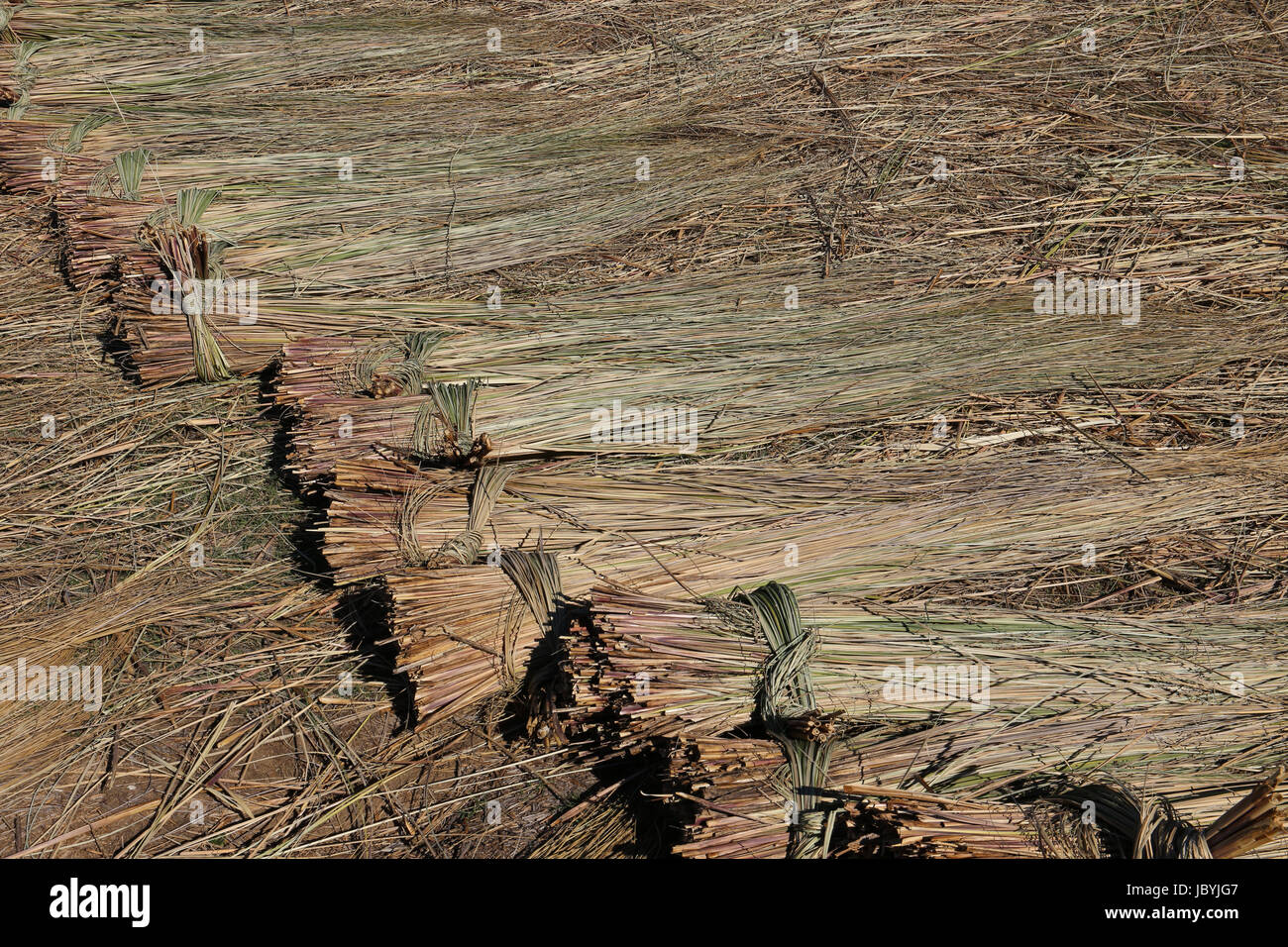 Bundles thatch grass hi-res stock photography and images - Alamy