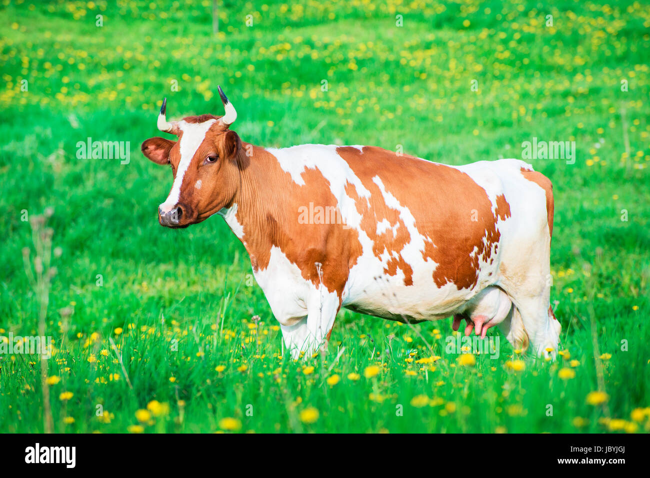 Red cow grazing on pasture Stock Photo - Alamy