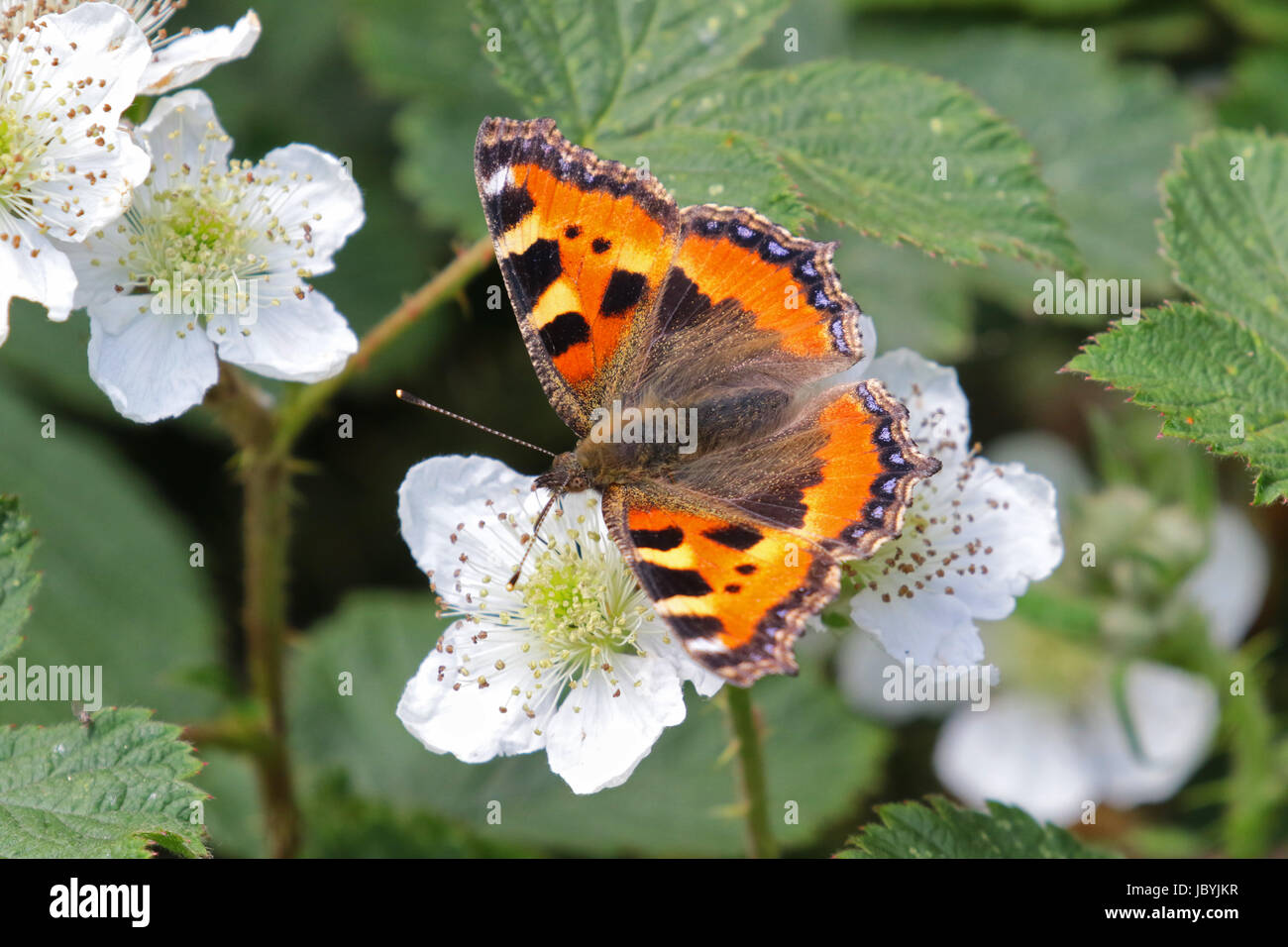 Leaves bramble brambles hi-res stock photography and images - Alamy