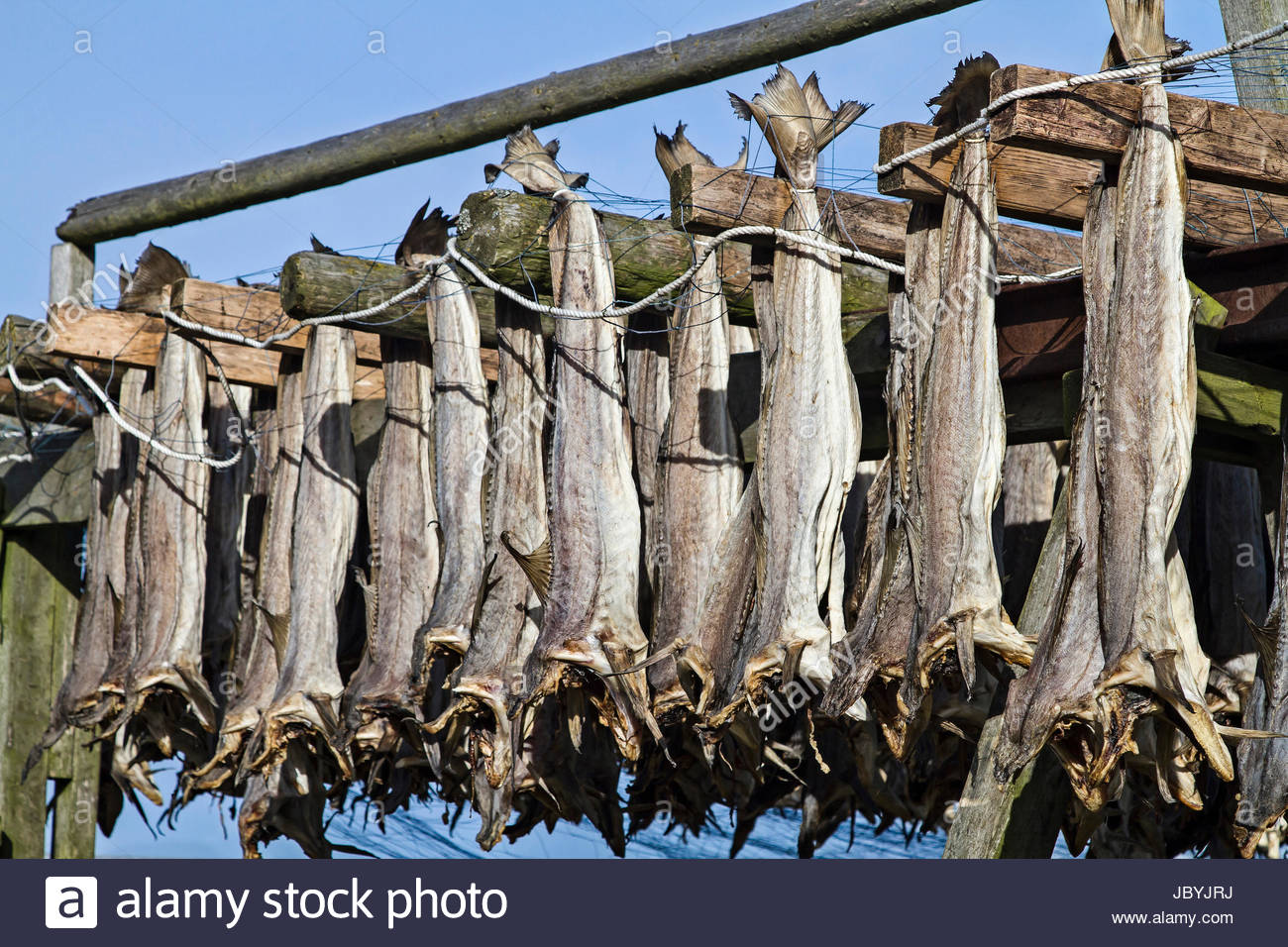 Stockfisch ist durch Trocknung haltbar gemachter Fisch – vor allem ...