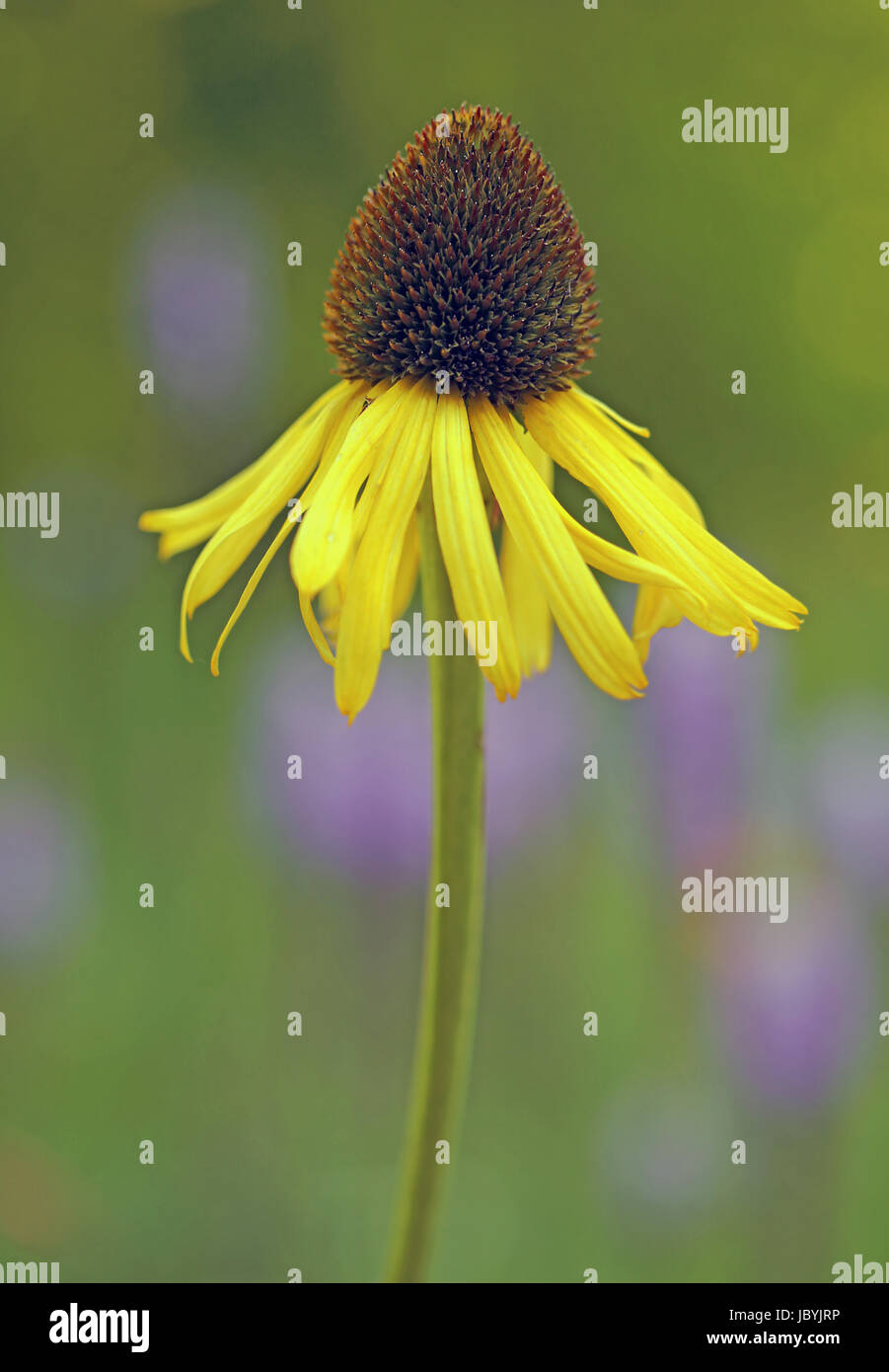 echinacea paradox yellow coneflower Stock Photo - Alamy