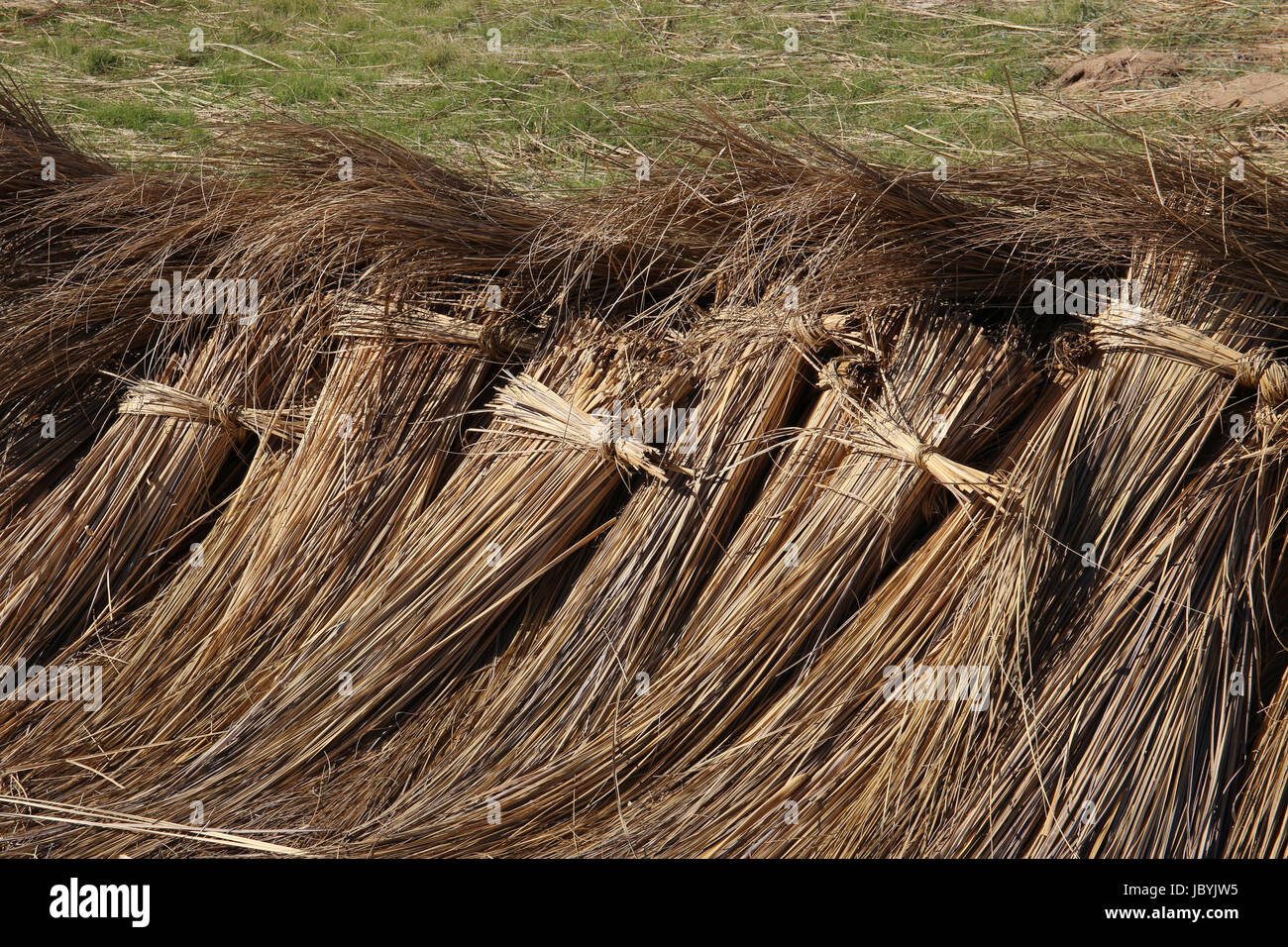 Bundles harvested reed are drying Stock Photo - Alamy