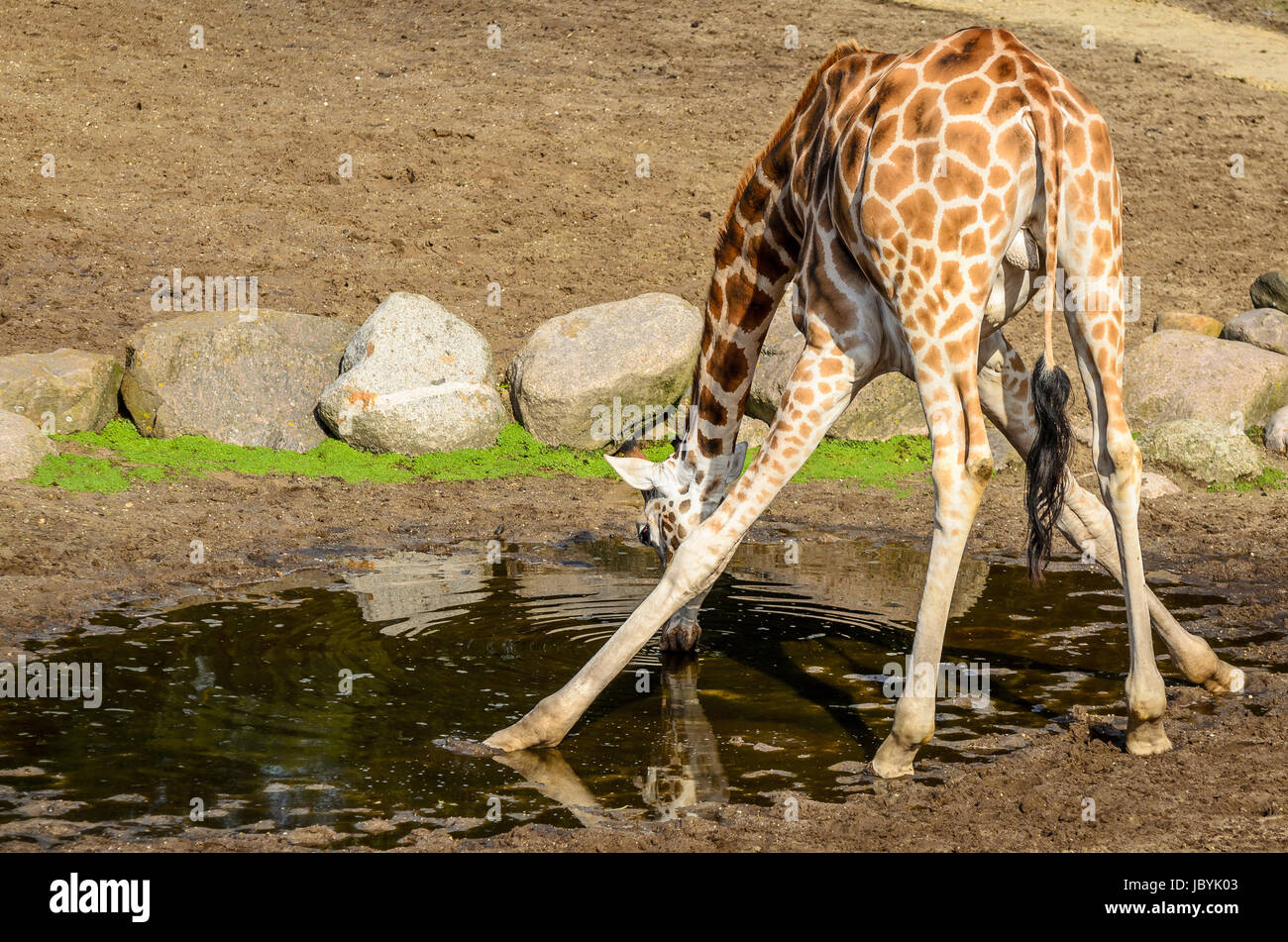 This giraffe was obviously very thirsty. I love the way they get int ...