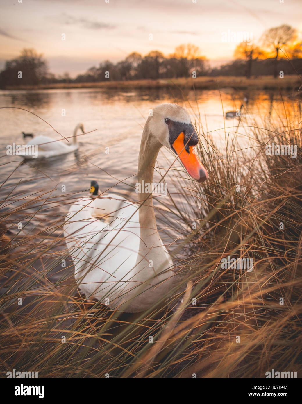 Swan at sunset Stock Photo - Alamy