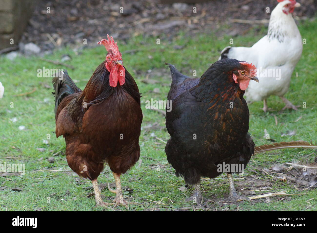 Chicken - Gallus gallus - Images from the farmyard Stock Photo - Alamy