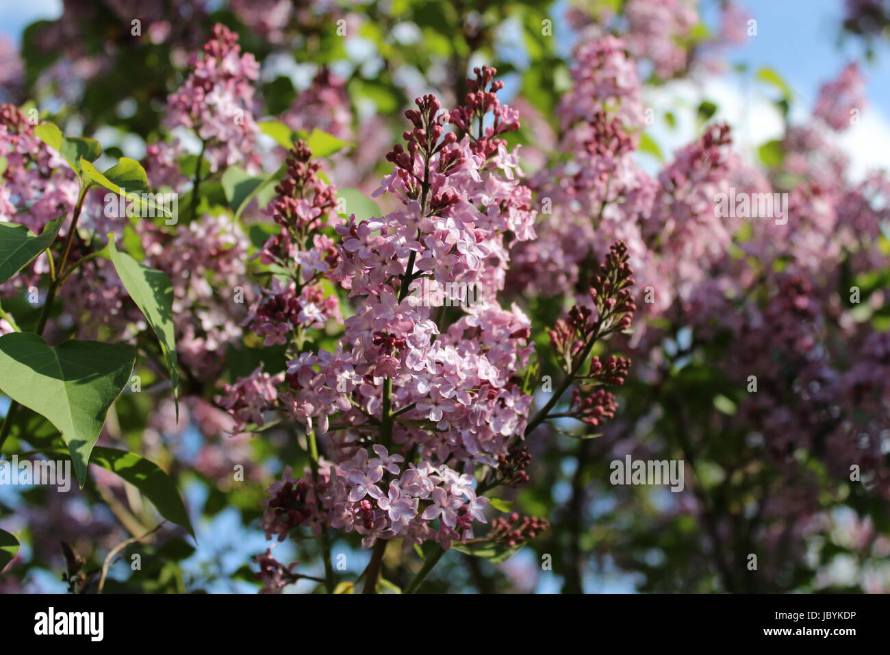 lilac bloom in spring Stock Photo - Alamy
