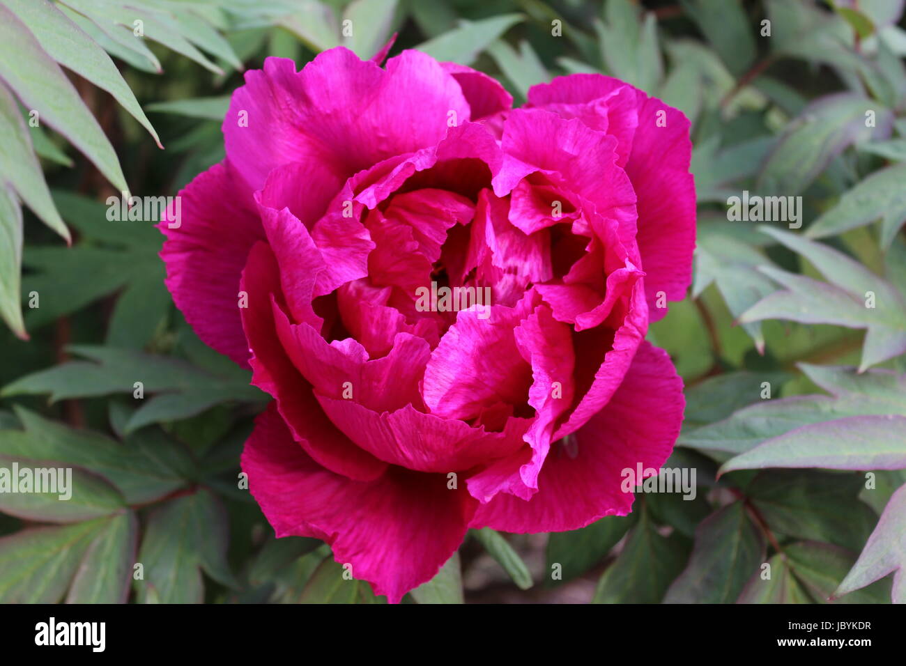 open flower a peony Stock Photo - Alamy