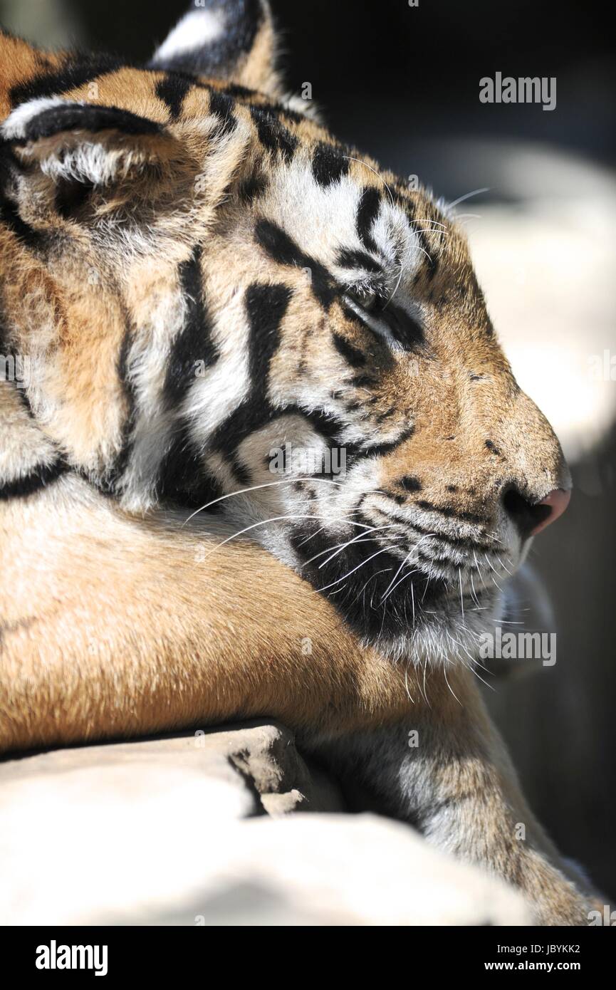 A close up shot of a Bengal Tiger Stock Photo - Alamy