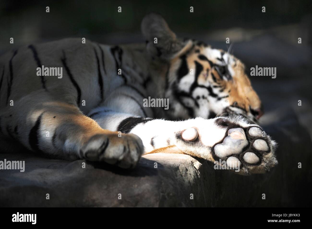 Bengal cat paws close up hi-res stock photography and images - Alamy
