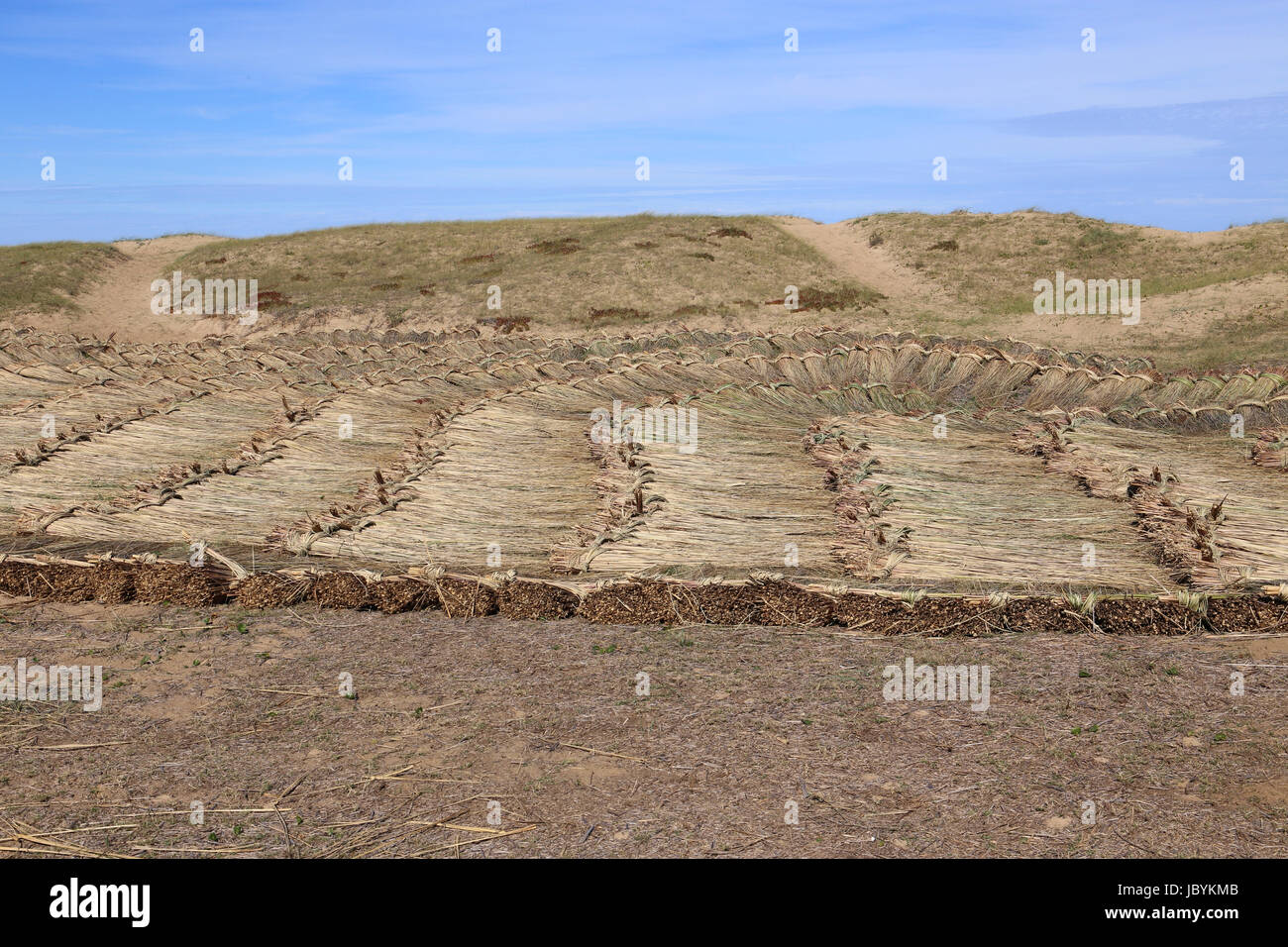Bundles harvested reed are drying Stock Photo - Alamy