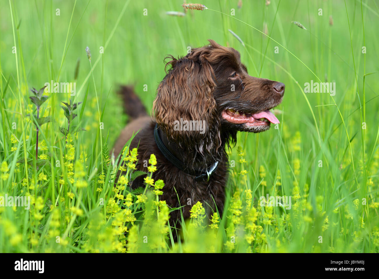 Working cocker spaniel in long grass Stock Photo - Alamy