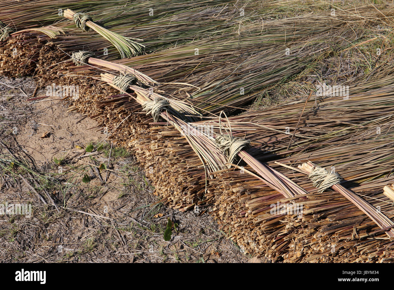 Bundles harvested reed are drying Stock Photo - Alamy