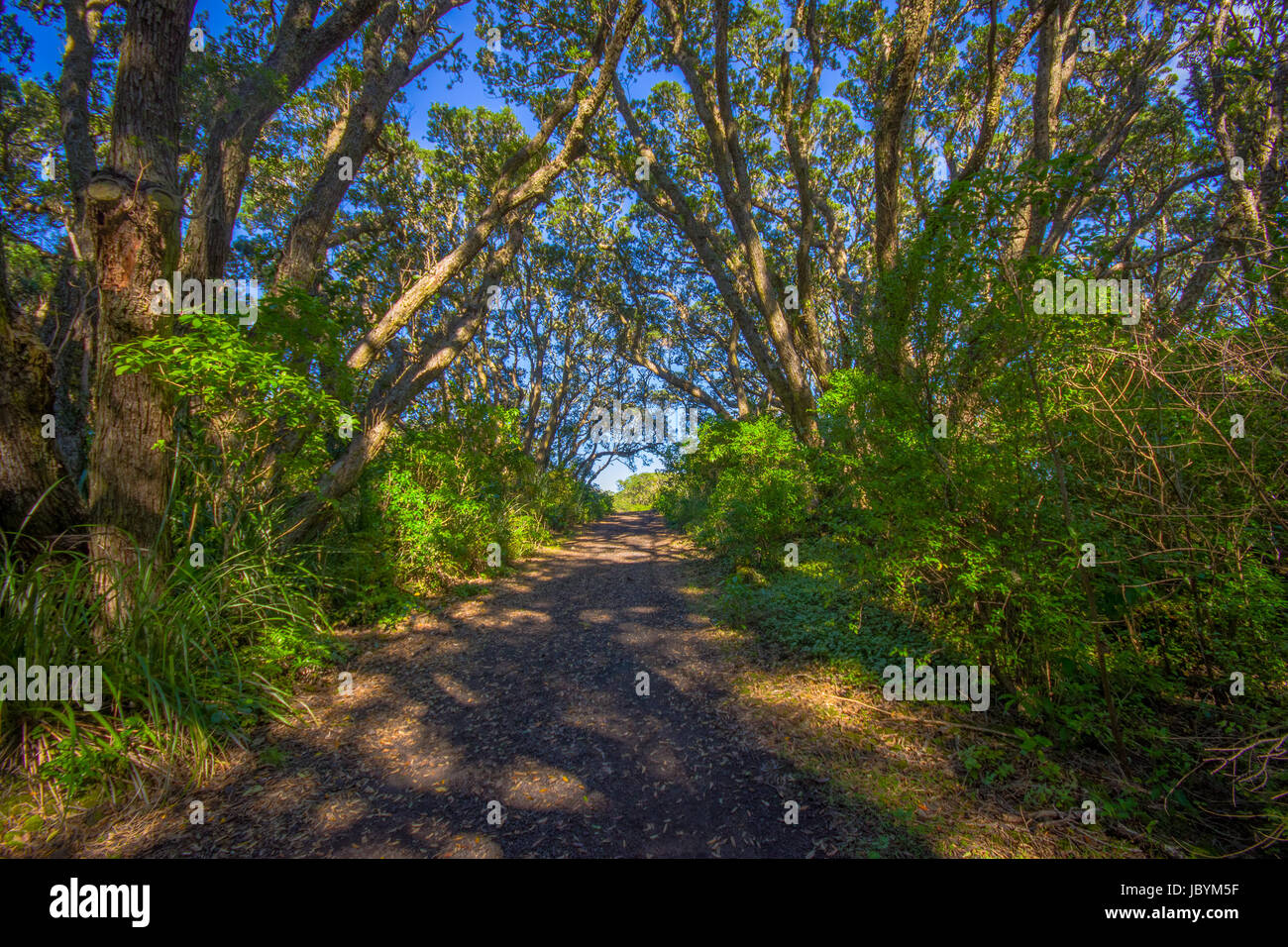 Beautiful passage way to the mountain at volcanic Rangitoto Island, in ...