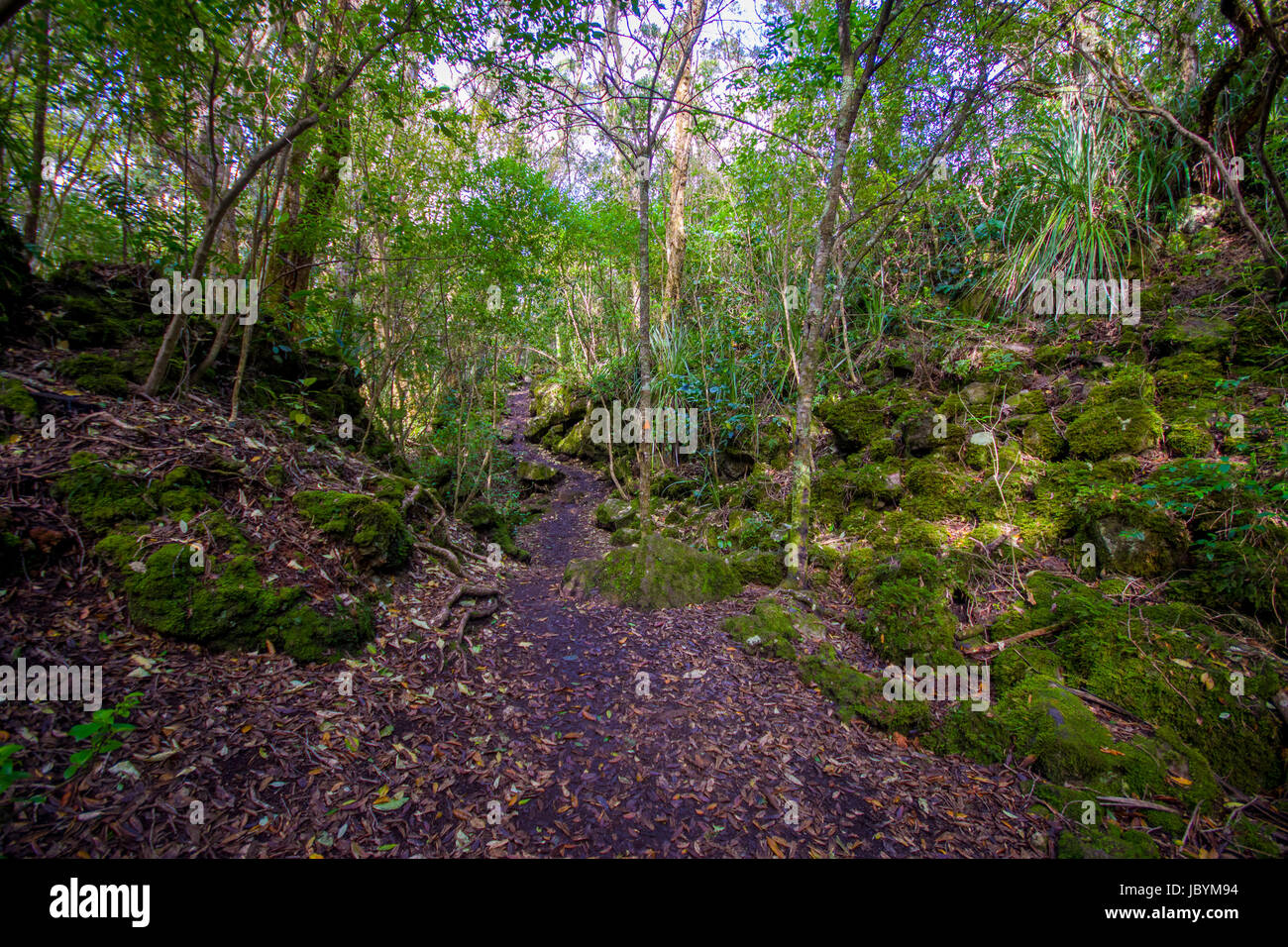 Beautiful footpath inside of a volcanic Rangitoto Island, in a sunny ...