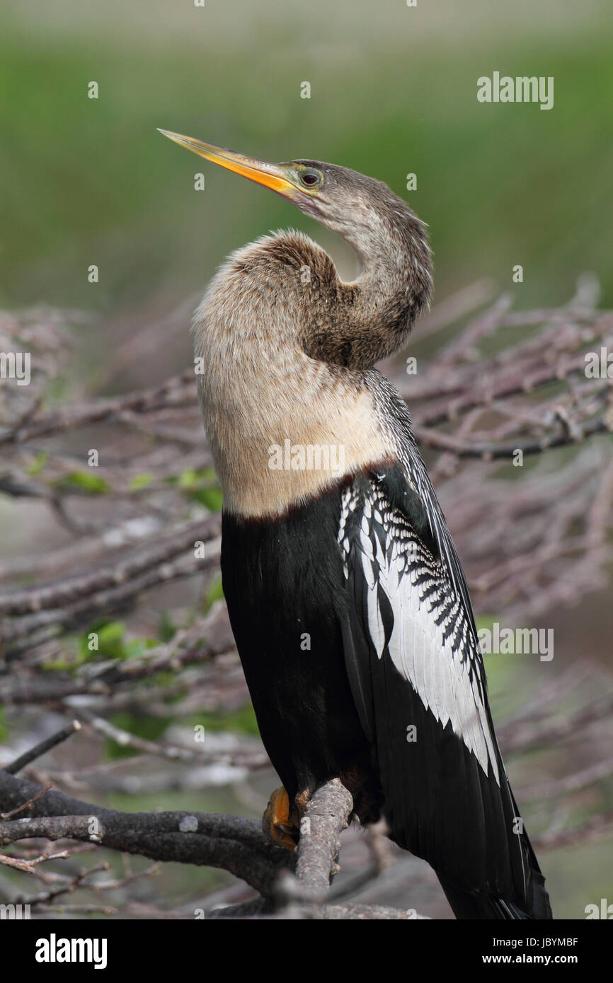 Female Anhinga on a perch in the Florida Everglades Stock Photo - Alamy