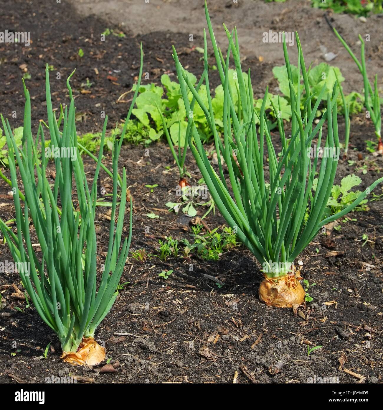 Garten zwiebel hi-res stock photography and images - Alamy