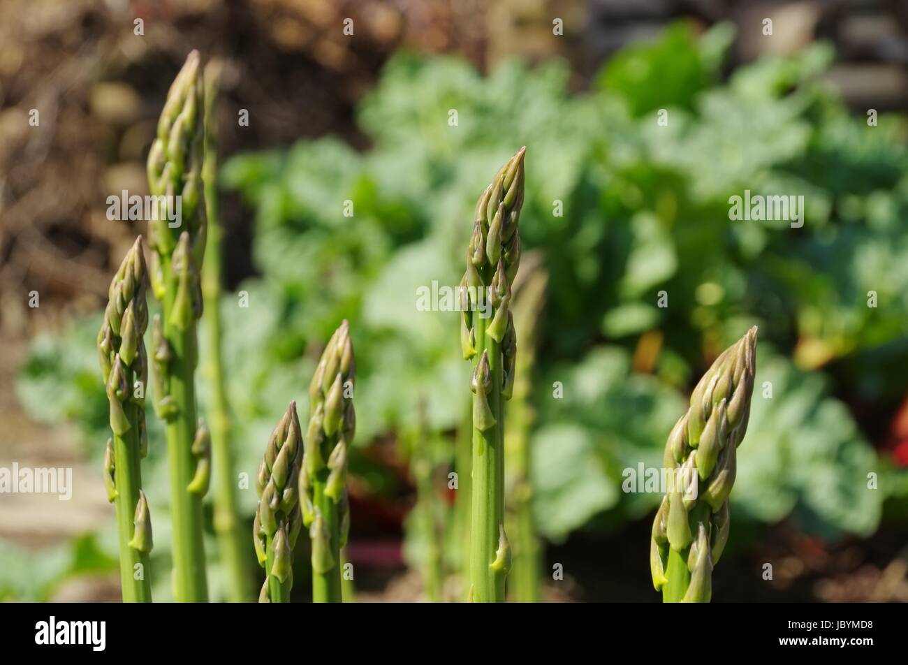 Spargelfeld - asparagus field 30 Stock Photo - Alamy